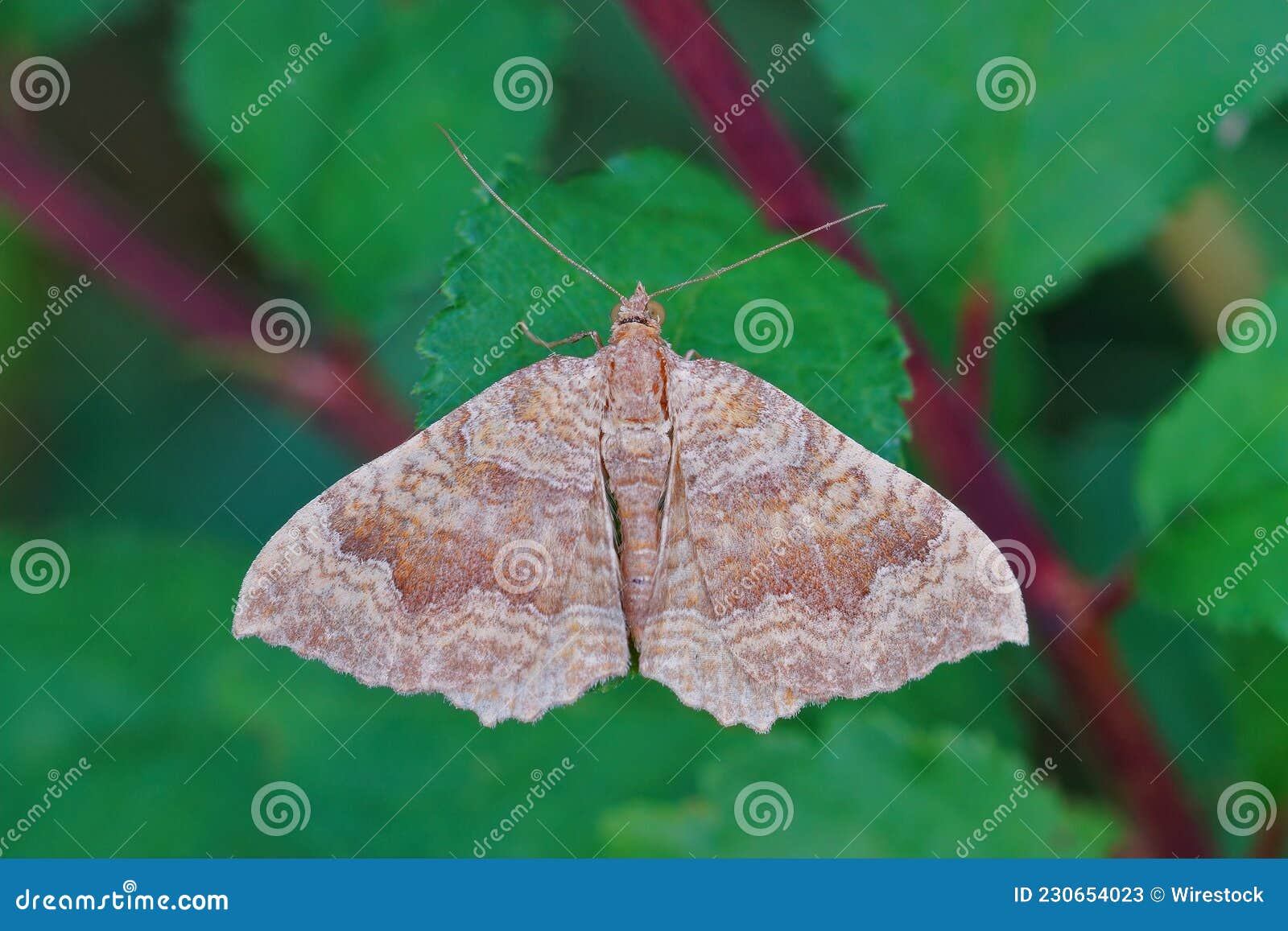 Closeup on the Yellow Shell Moth , Camptogramma Bilineata Stock Image ...