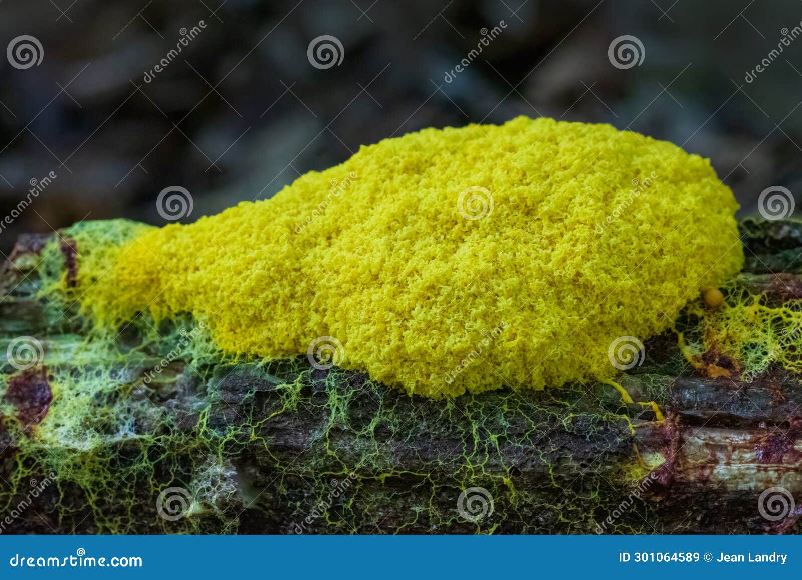 Closeup of Yellow Slime Mold with Veins Network on Dead Tree Log Stock ...
