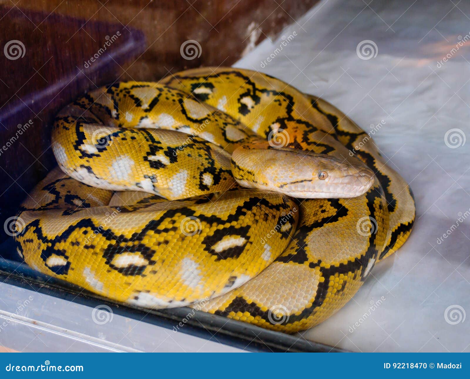 Closeup of yellow snake stock photo. Image of closeup - 92218470