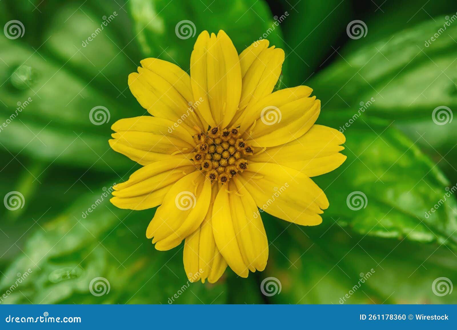 Closeup of a Yellow Wedelia Flower. Stock Photo - Image of plant ...