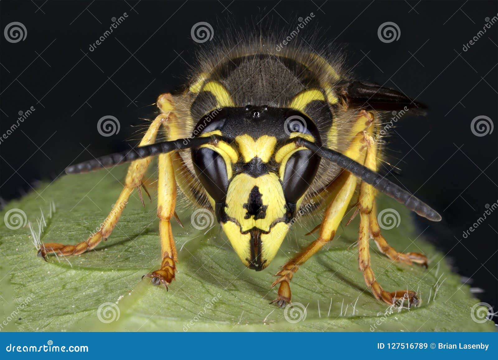Closeup of a Yellowjacket Perched on a Leaf Stock Image - Image of ...