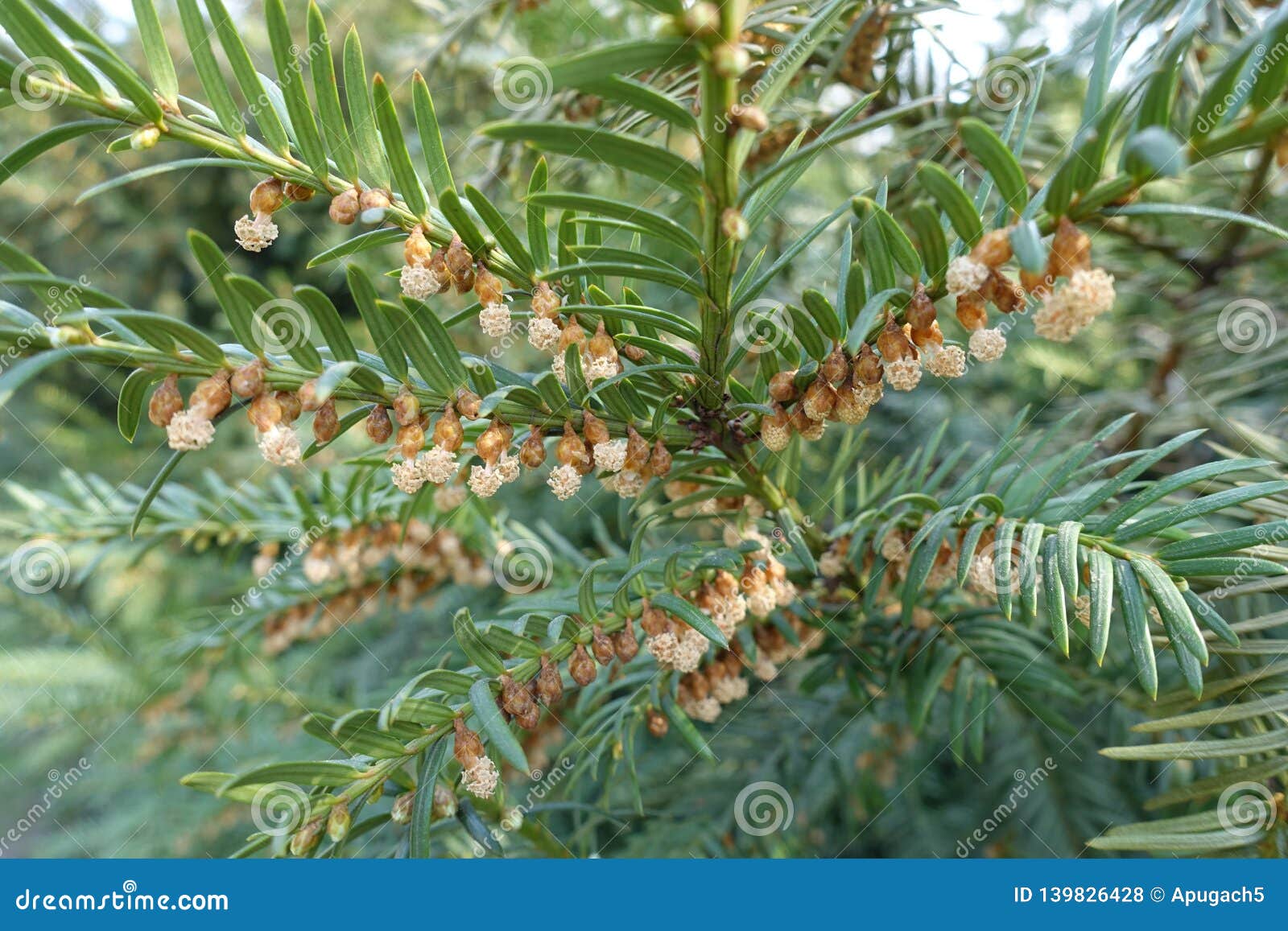 Closeup of Yew Branch with Male Cones Stock Photo - Image of april ...