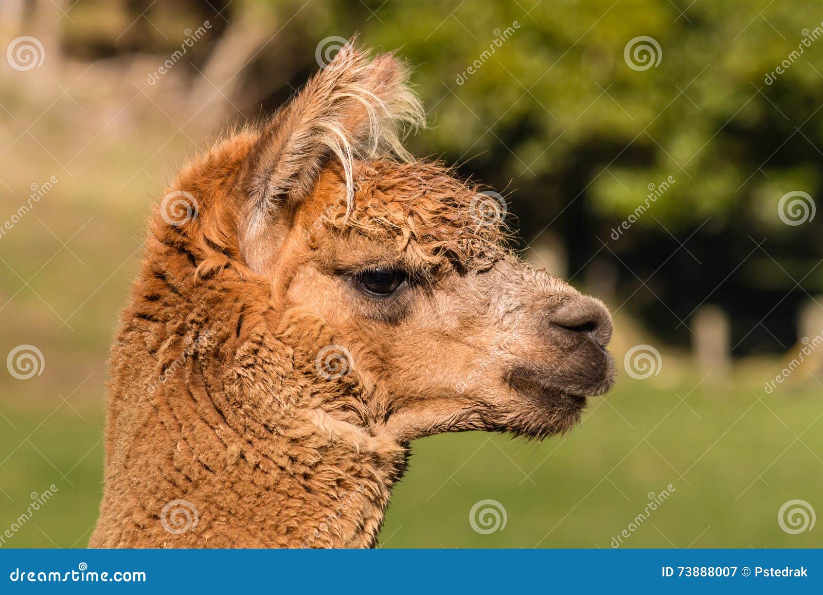 Closeup of Young Alpaca Head Stock Image - Image of closeup, animal ...