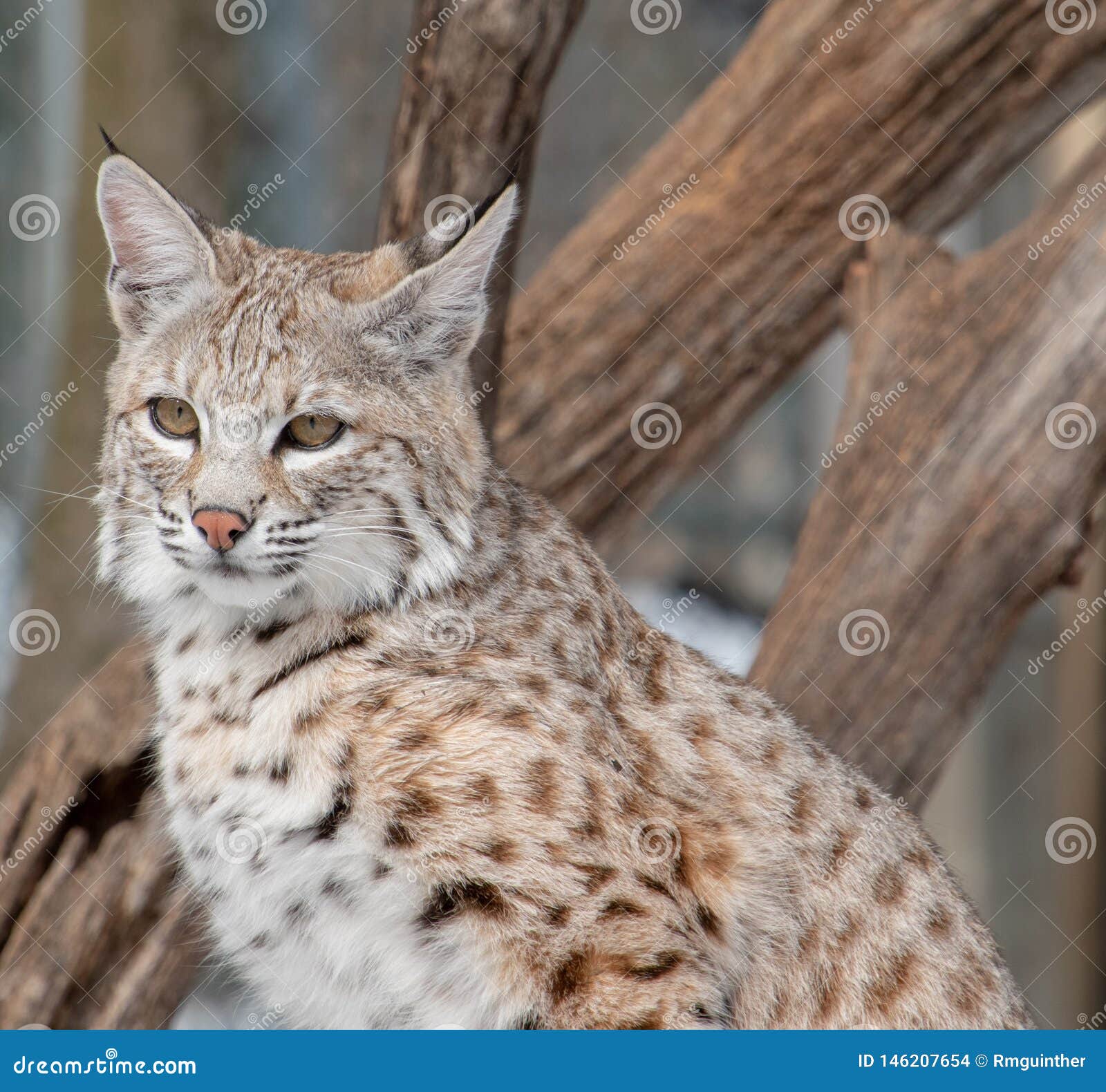 Bobcat Standing Under A Tree Branch Royalty-Free Stock Image ...