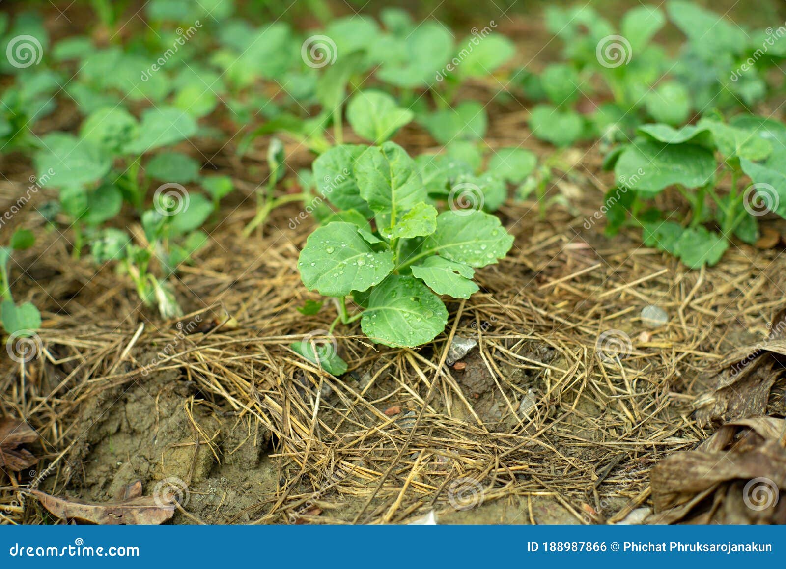 Closeup Young Broccoli with Droplets of Rain Grows in the Ground ...