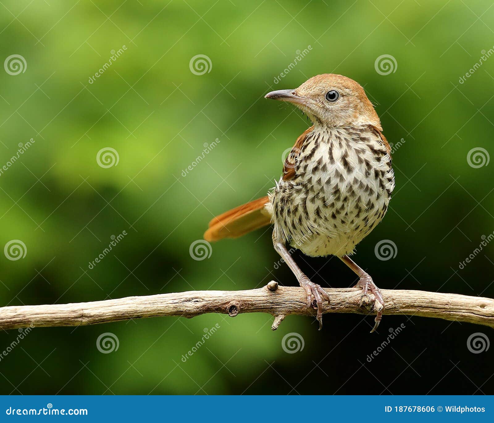 Young brown thrasher stock photo. Image of brown, feathers - 187678606