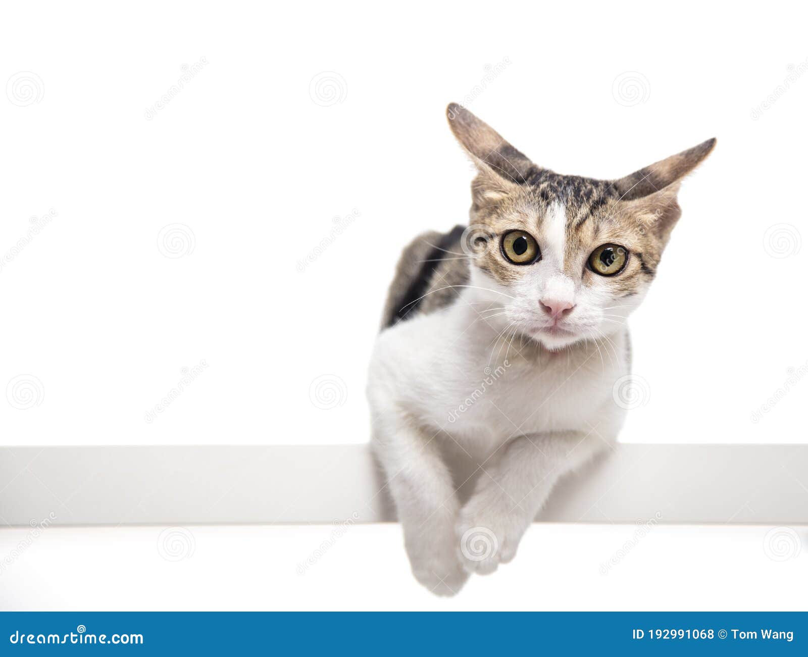 Closeup Young Cat Looking at Camera Stock Photo - Image of tabby ...