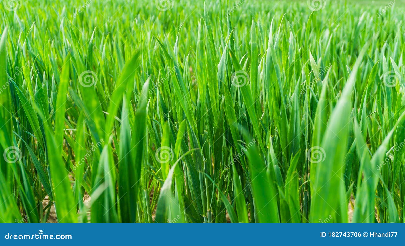 Young Crop Of Greenery On The Garden Plot, The Concept Of Clean Stock ...