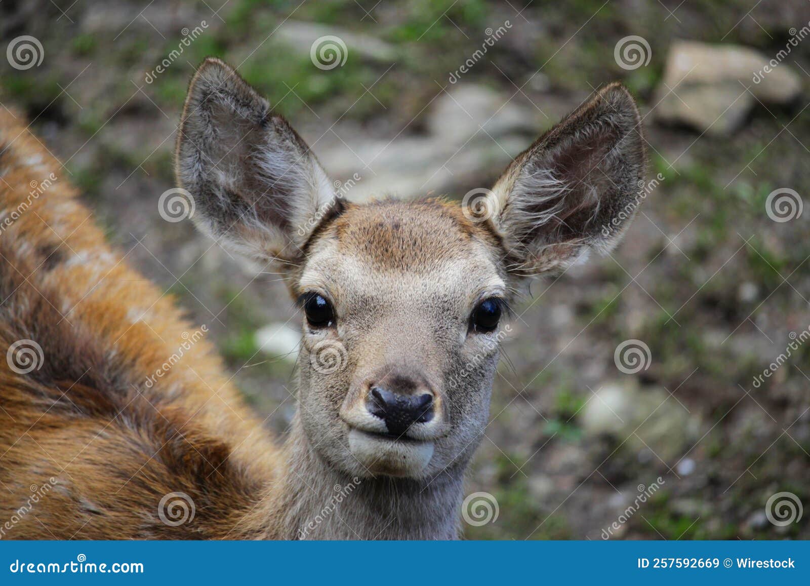 A Closeup of a Young Cute and Friendly Deer is Smiling in the Direction ...