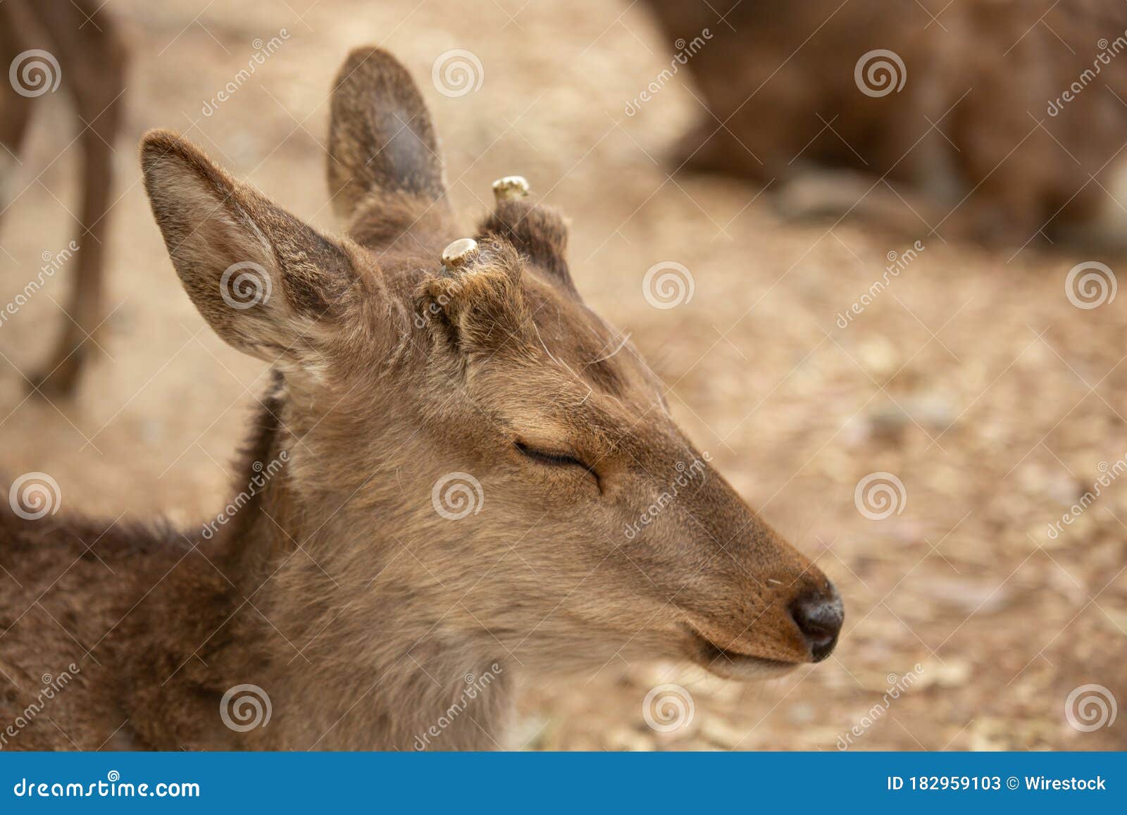 Closeup of a Young Deer with Cut Antlers Stock Image - Image of ...