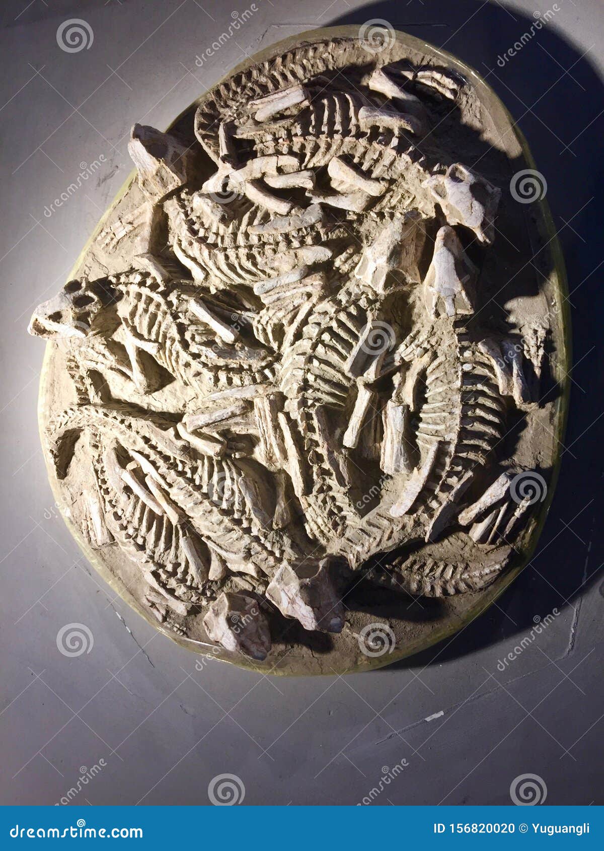 Fossil stock photo. Image of reptile, archeology, creation - 156820020
