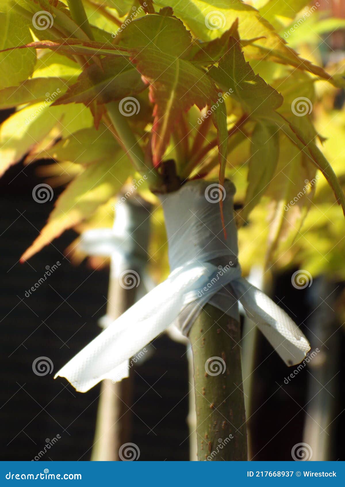 Closeup of a Young Grafted Plant in the Garden Stock Image - Image of ...