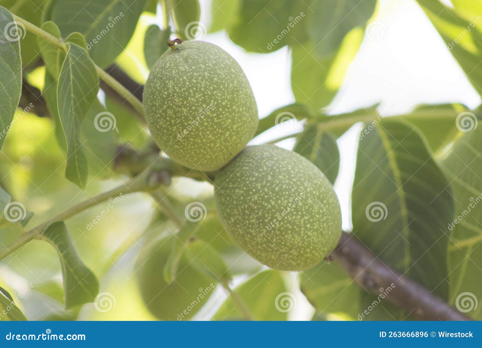 Closeup of Young Green Greek Nuts on the Tree Stock Photo - Image of ...