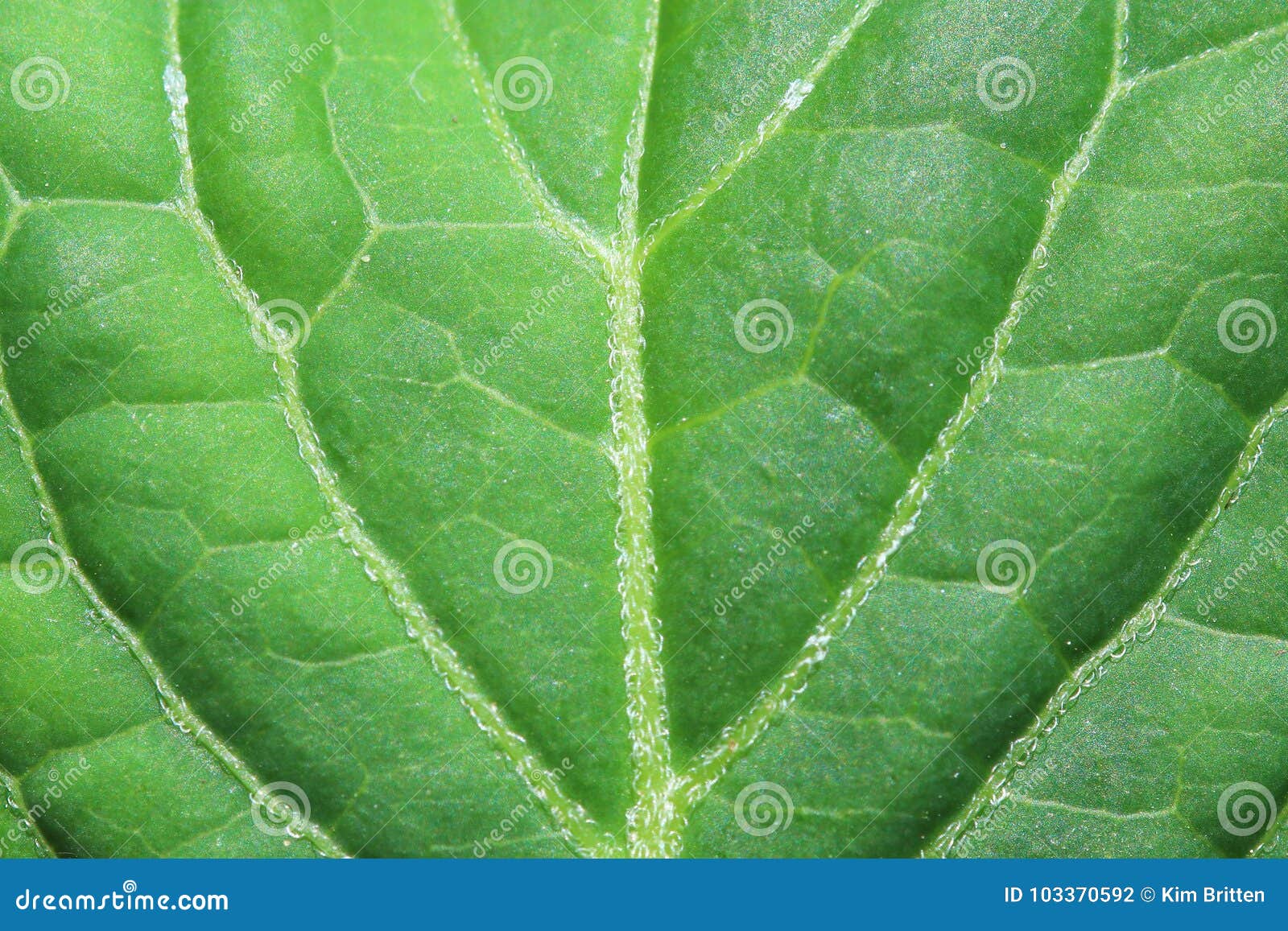 Closeup of the Young Green Leaf of a Hydrangea Macrophylla Stock Photo ...