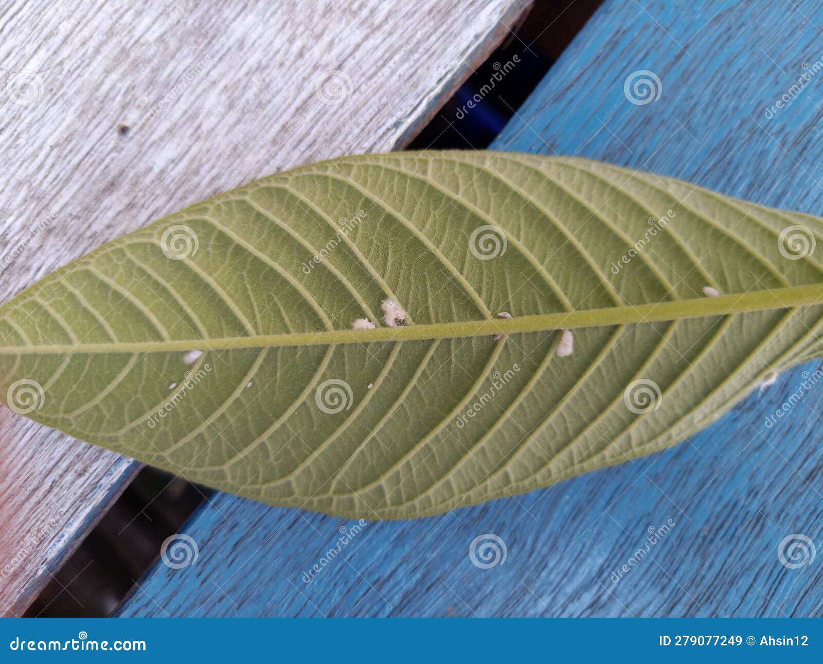 Closeup of Young Guava Leaf Texture from Above. Stock Image - Image of ...