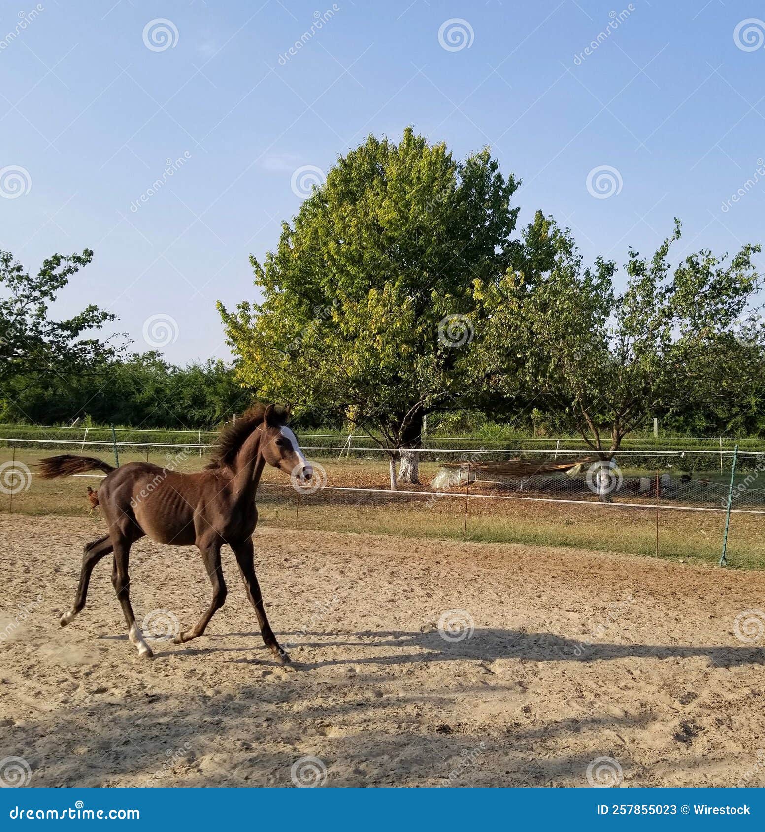 Closeup of a Young Horse Running in a Farm Stock Image - Image of ...