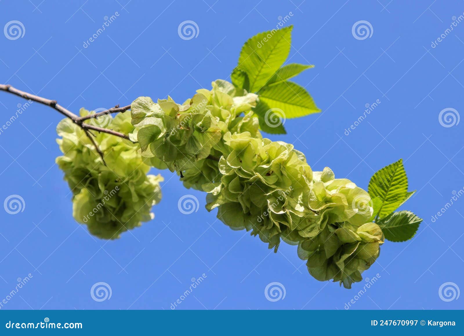 Closeup of the Young Leaves of the Elm Tree - Ulmus - in Spring on Blue ...