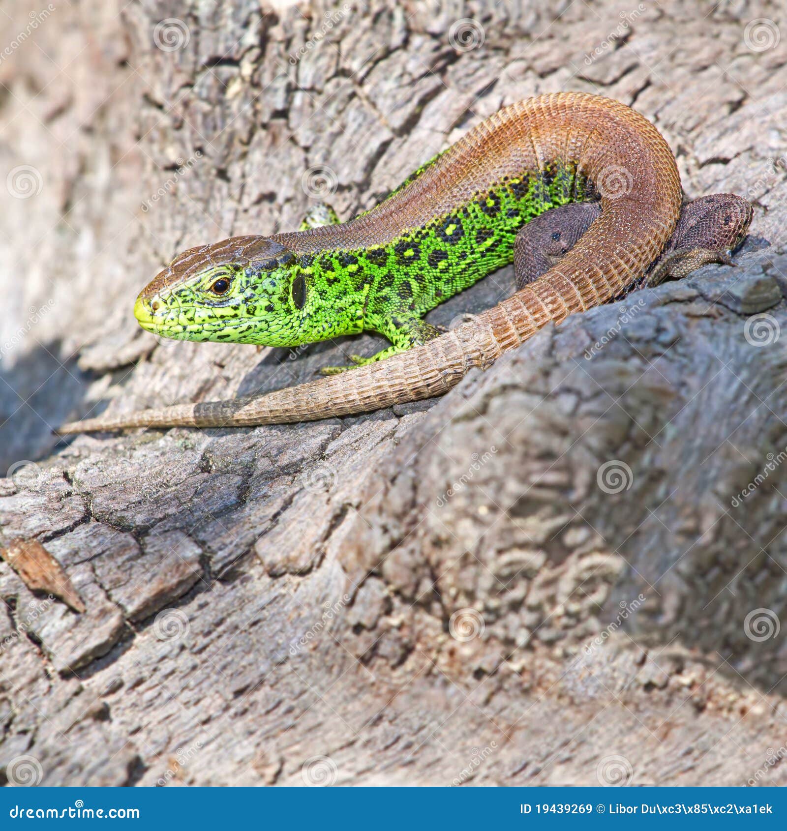 Closeup of young lizard stock image. Image of meadow - 19439269