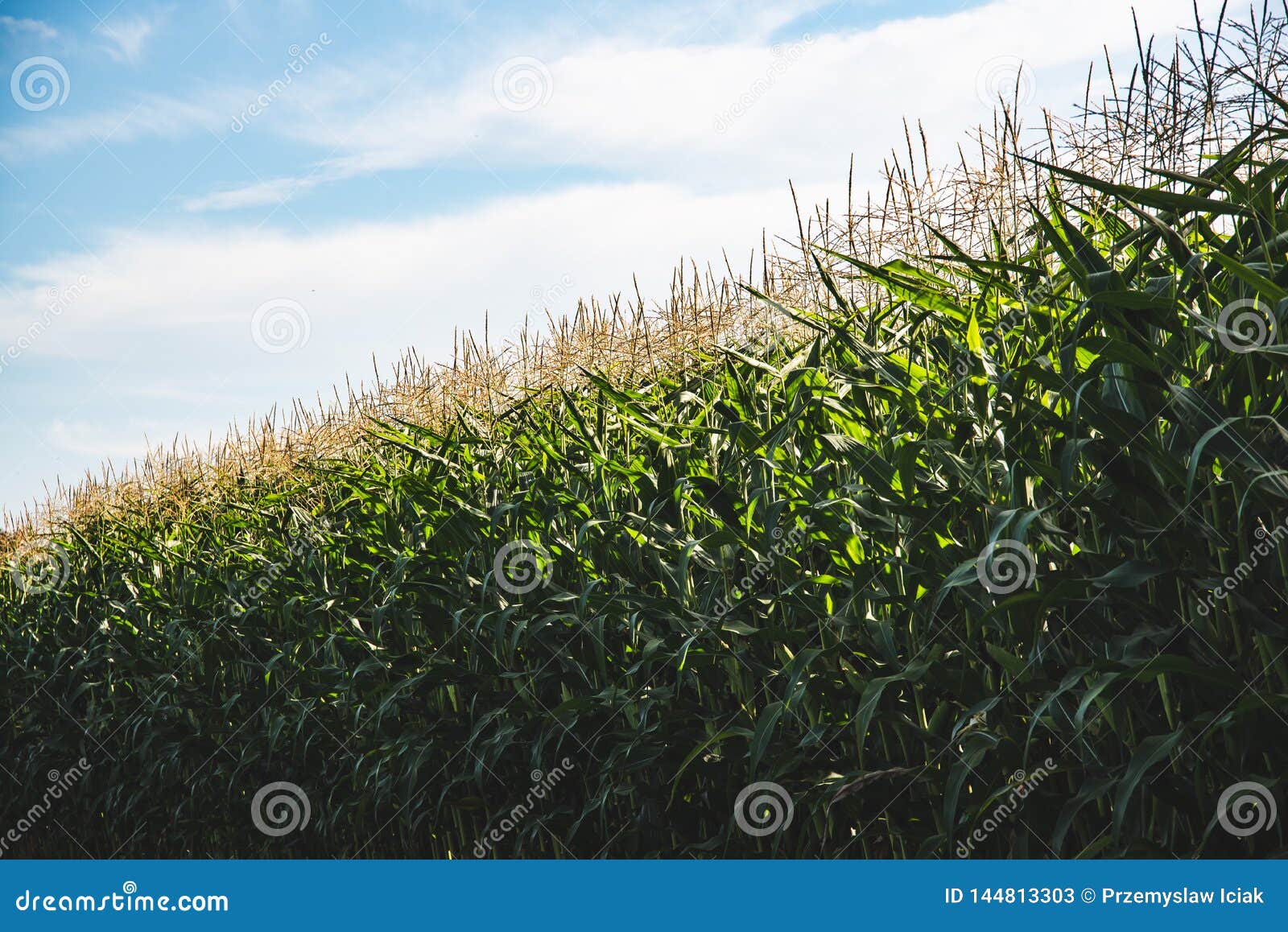 Closeup of a Young Maize Plant in Summer. Corn Field Stock Image ...