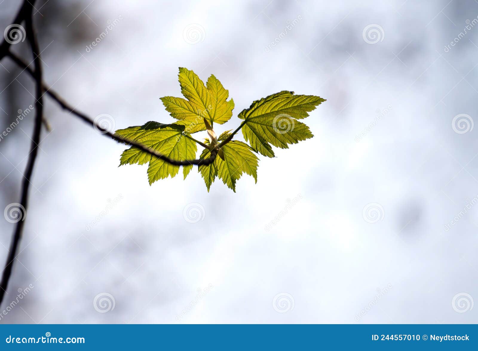 Young Maple Leaves Growing on Tree Branch at Spring Stock Photo - Image ...