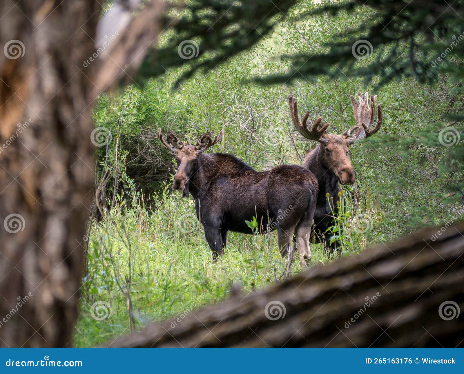 Closeup of Young and Old Moose in the Forest Stock Photo - Image of ...