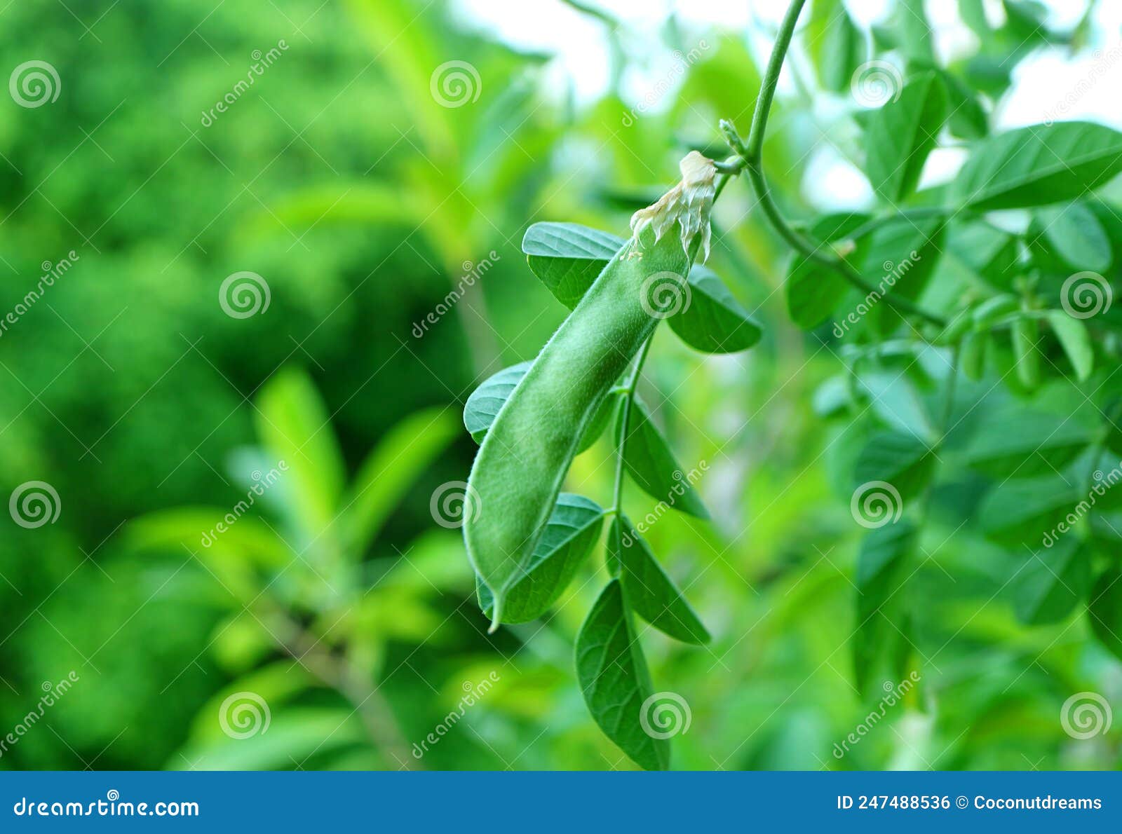Young Pod of Butterfly Pea or Blue Pea Flower on Its Tree Stock Photo ...