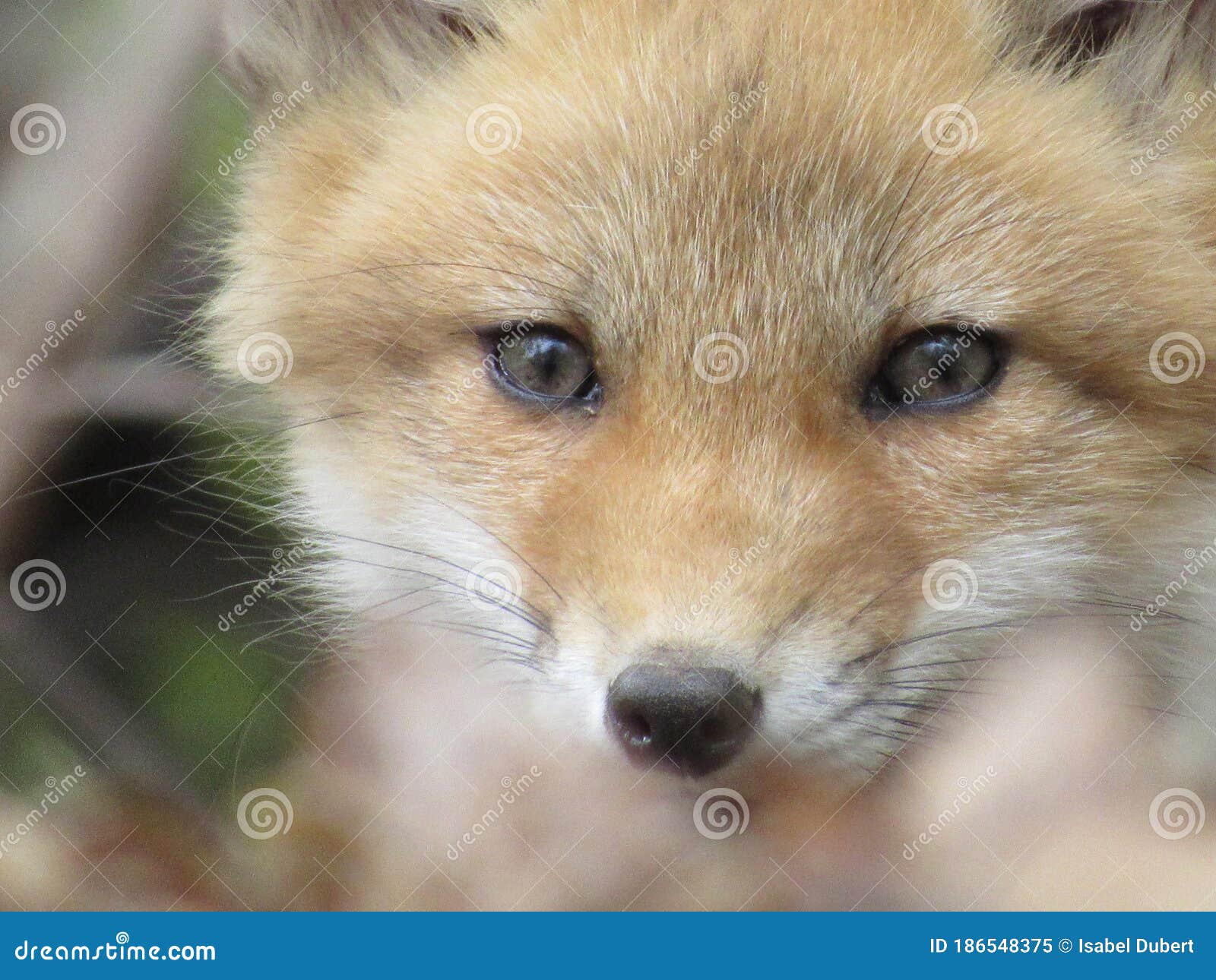 Closeup of Young Red Fox Face Stock Image - Image of orange, hunting ...