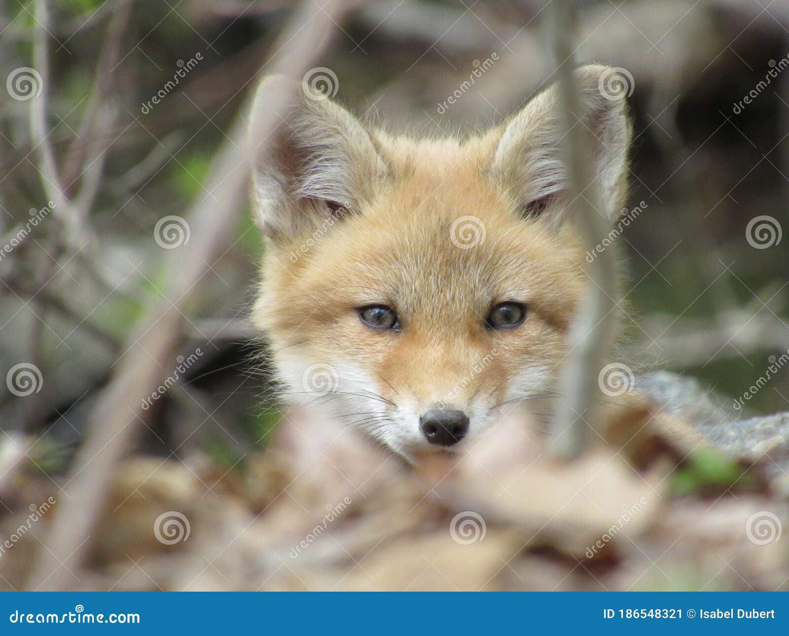 Young Red Fox Hiding in the Forest Stock Image - Image of brown, furry ...
