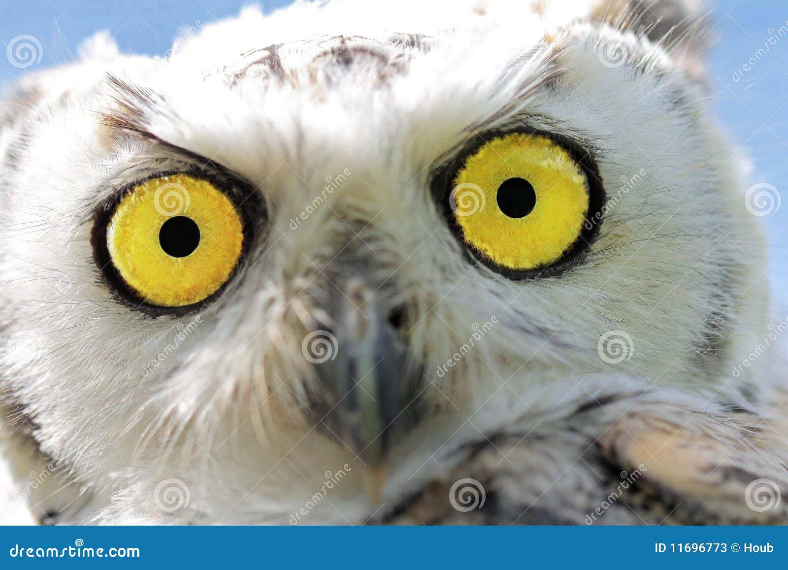 Closeup of a Young Snow-owl Stock Image - Image of macro, black: 11696773