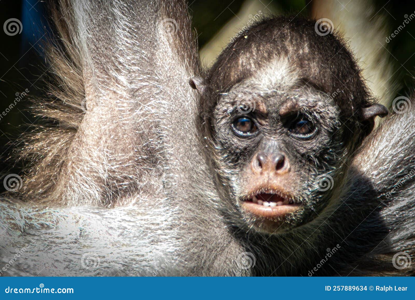 Closeup of a Young Spider Monkey Hanging from a Tree Stock Photo ...