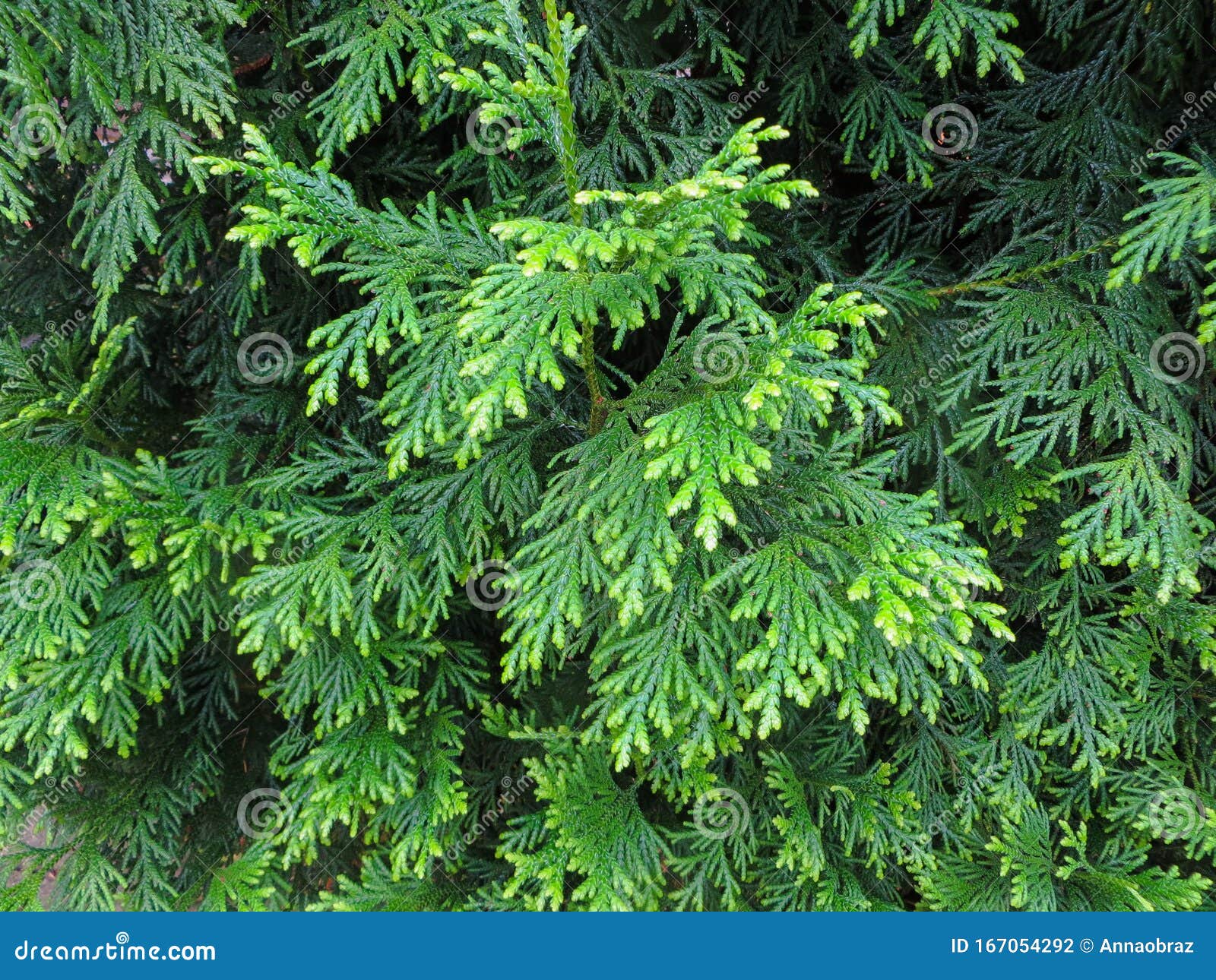 Closeup Young Thuja Shoots in the Forest Stock Photo - Image of texture ...