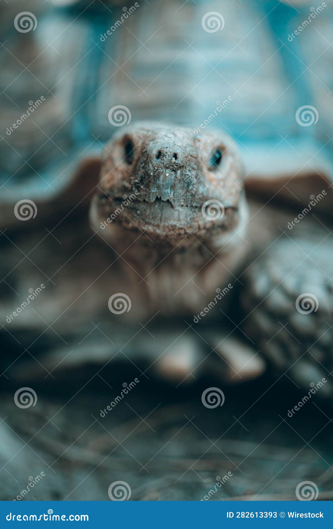Closeup of a Young Tortoise in the Zoo Stock Image - Image of eyes ...