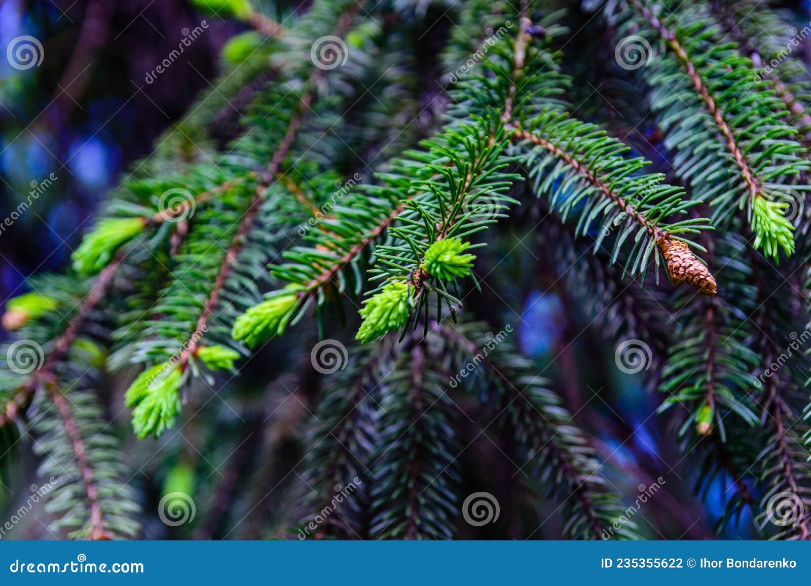 Closeup of the Young Twigs of Fir Tree at Spring Stock Photo - Image of ...