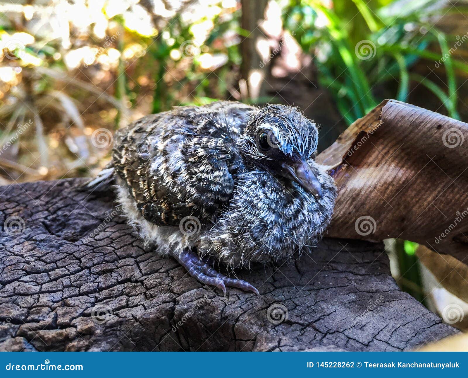 Closeup the Young Zebra Dove Stock Photo - Image of freedom, lovely ...