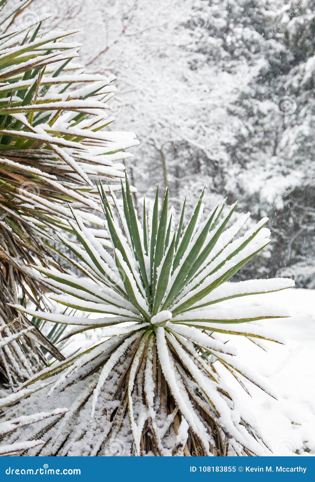 Yucca Plant Coated in Snow stock image. Image of winter - 108183855