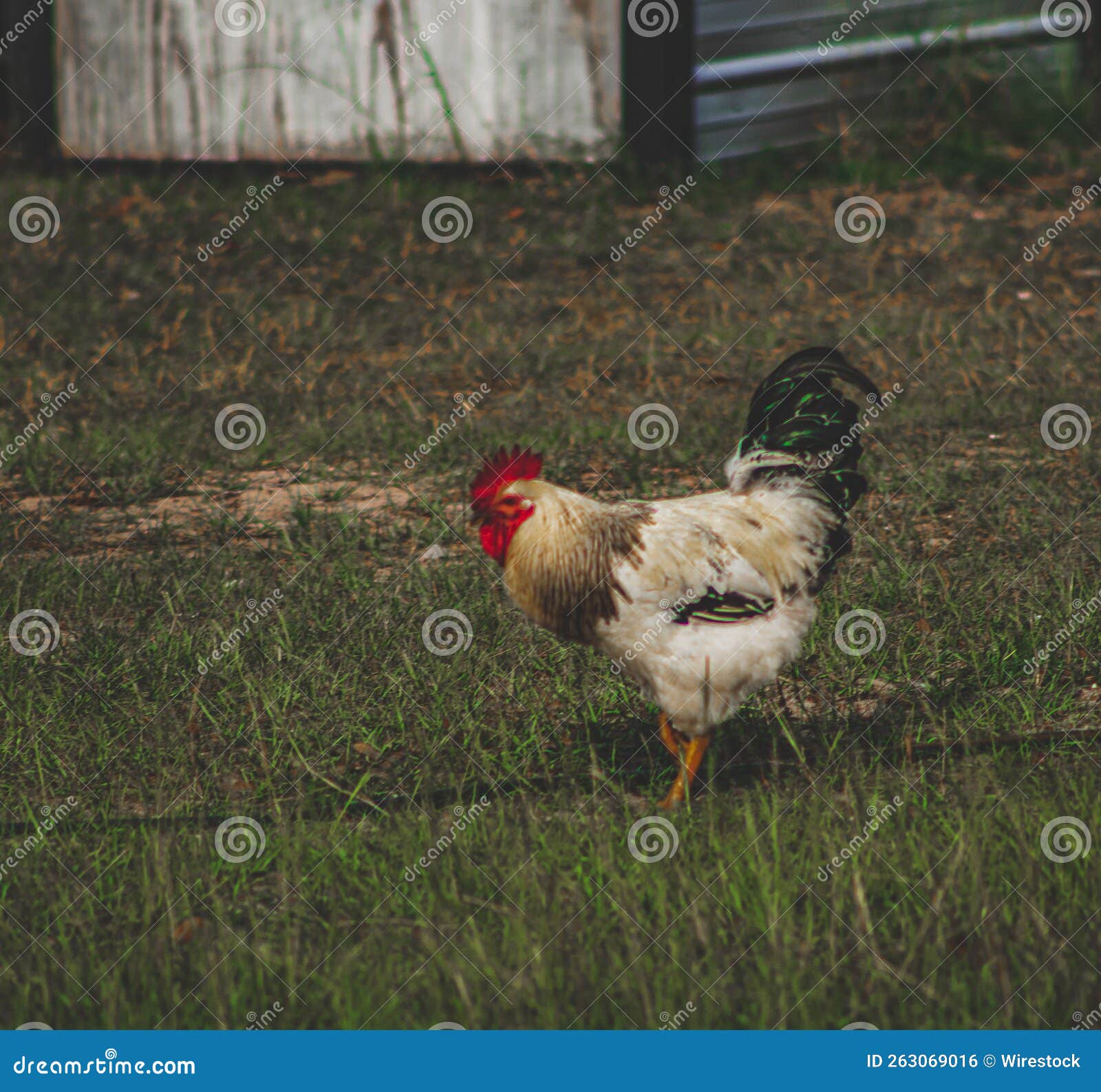 Closeup of a Yurlov Crower Chicken Breed Walking in a Farm Stock Photo ...