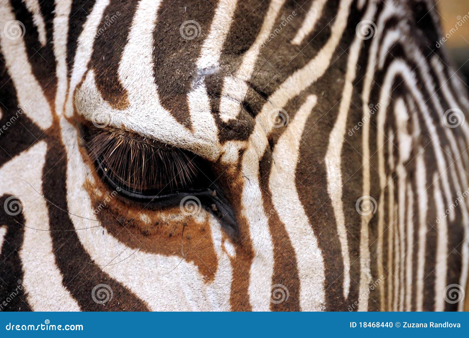 1,532 Zebra Eye Closeup Stock Photos - Free & Royalty-Free Stock Photos ...