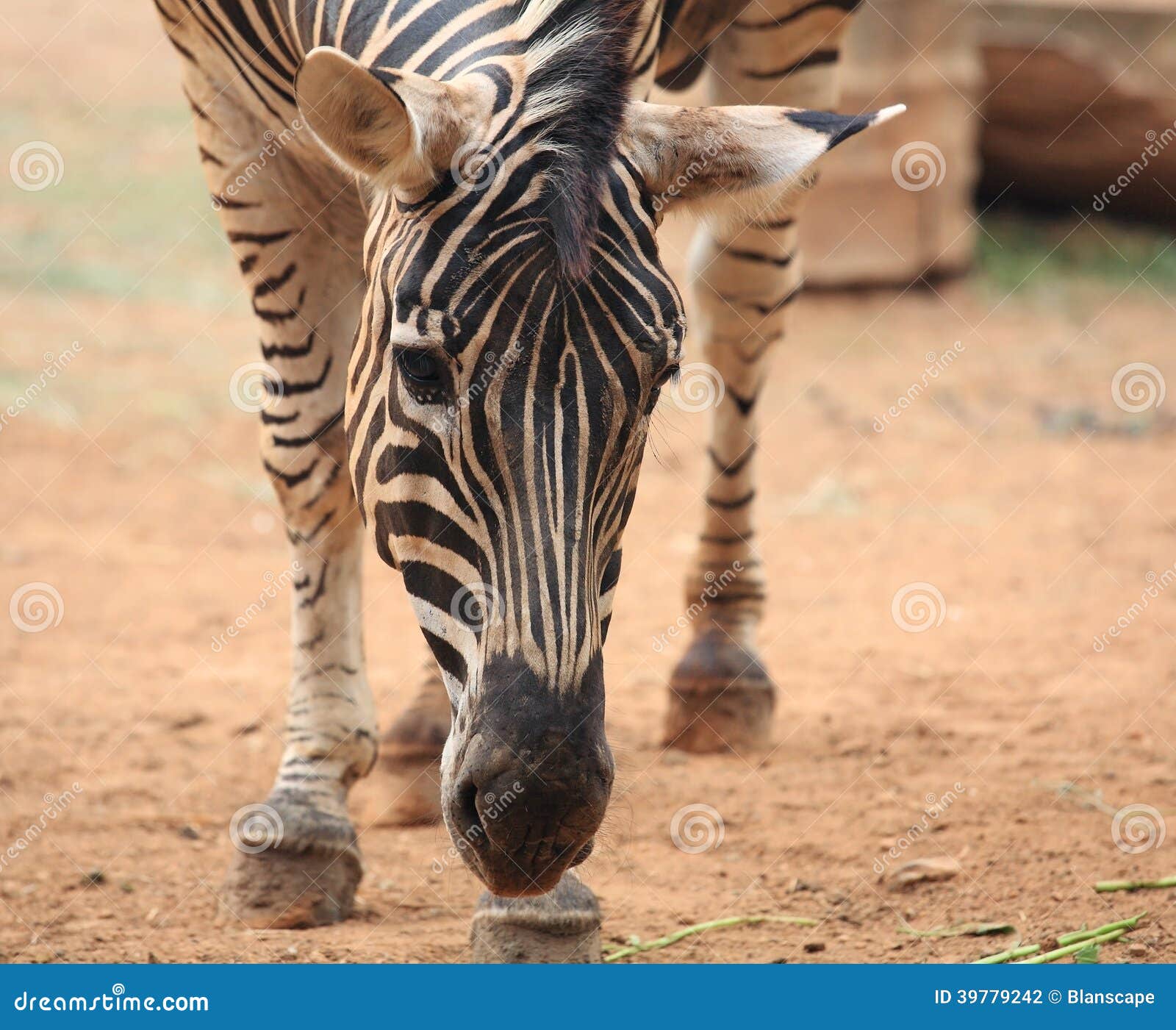 Closeup zebra face stock photo. Image of animals, livestock - 39779242