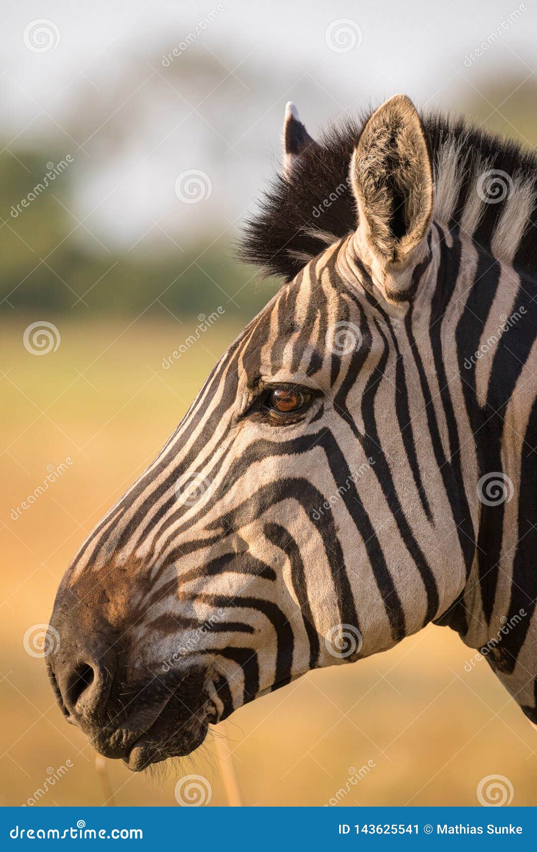 Zebra head in profil stock image. Image of black, wildlife - 143625541