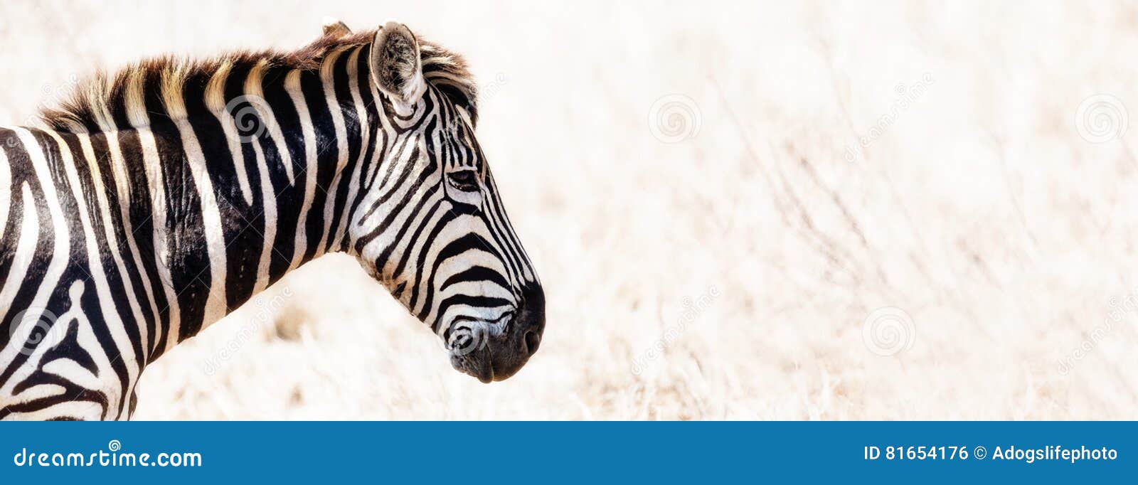 Closeup Zebra Horizontal Banner Stock Photo - Image of savannah ...