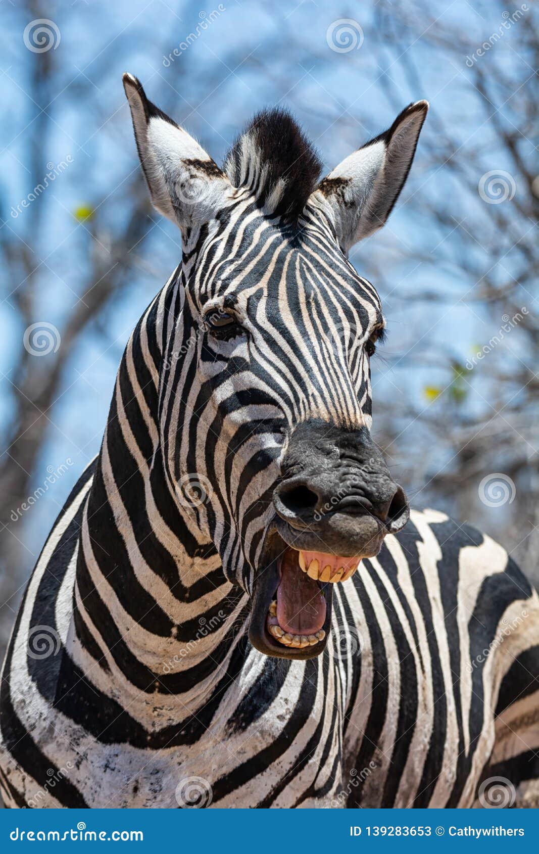 Laughing Zebra stock image. Image of mammals, equine - 139283653