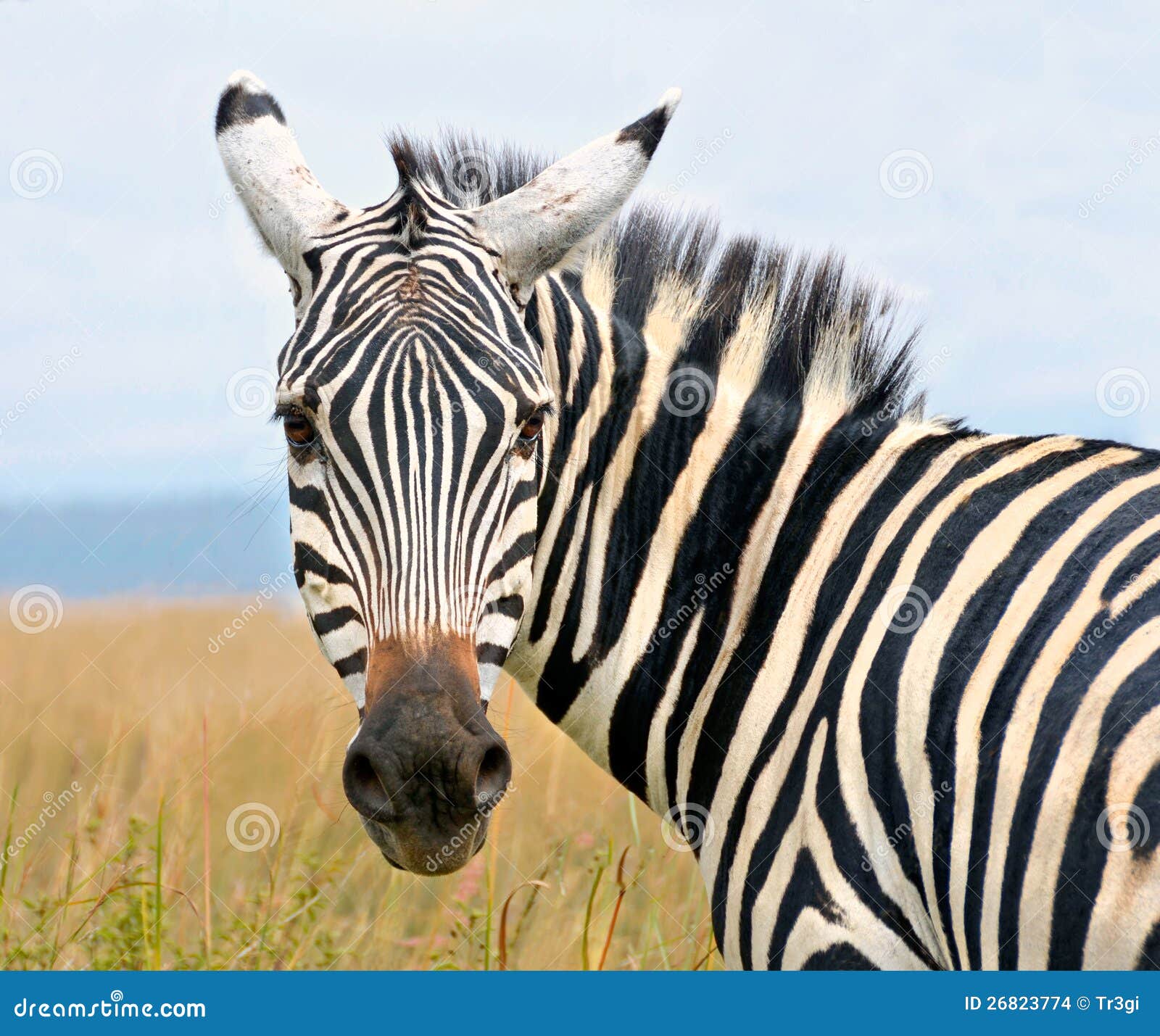 Closeup on Zebra S Head Looking Curiously Stock Photo - Image of ...
