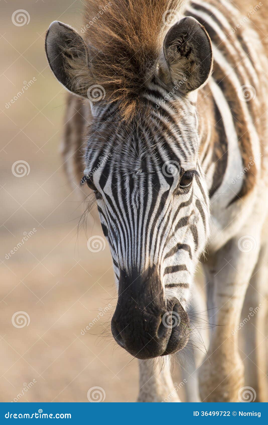 Closeup of Zebra in Warm Light Stock Photo - Image of zebra, wildlife ...