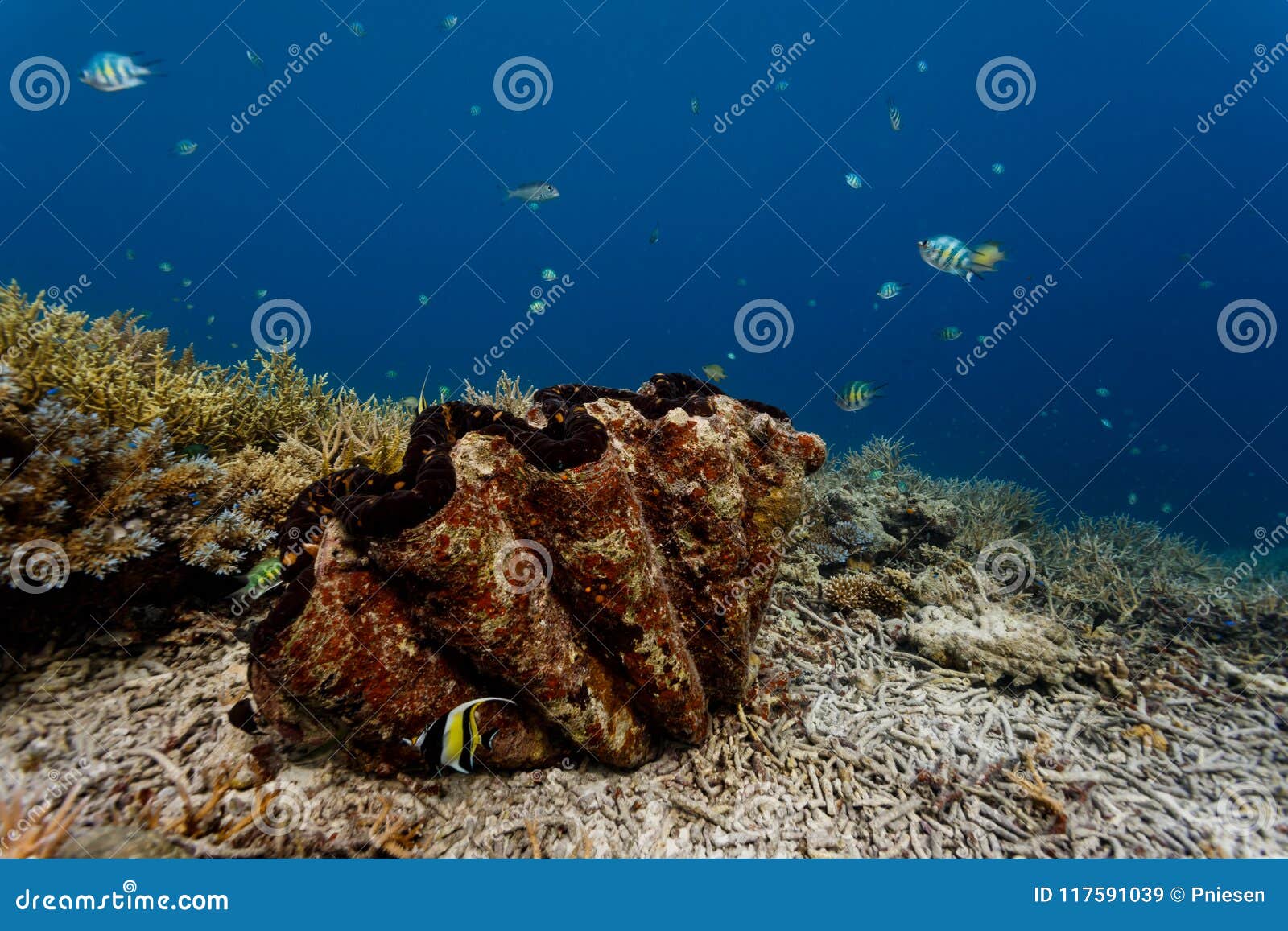 Closeup of Zigzag Pattern of the Shell of a Giant on Coral Reef with ...
