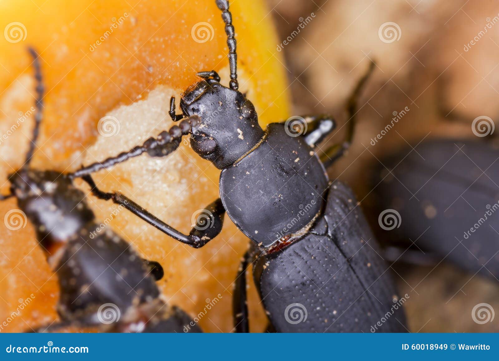 Closeup of Zophobas Morio or Superworm. Stock Image - Image of beetles ...