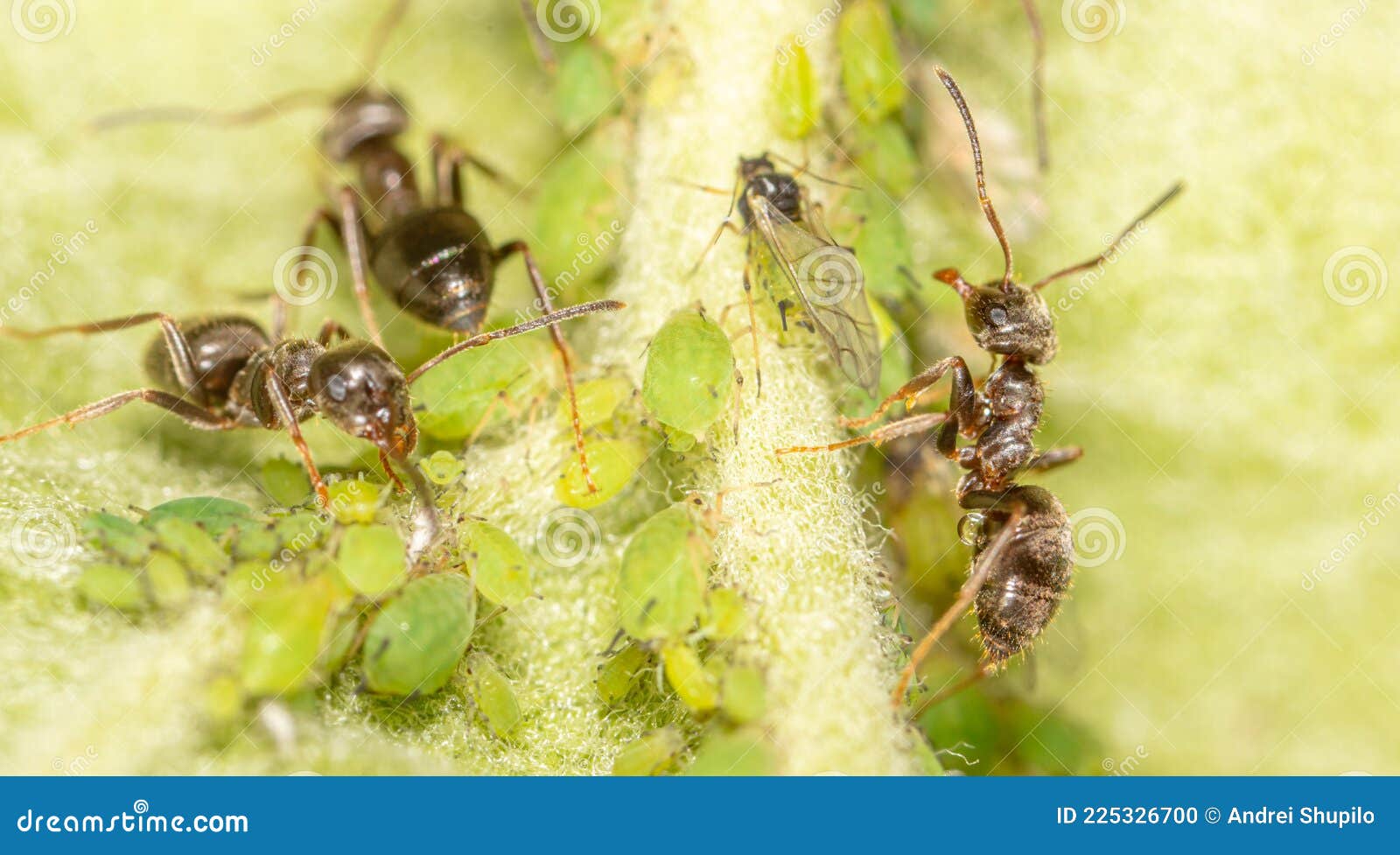 Closeuse D'une Fourmi Et D'un Puceron Sur Une Feuille D'arbre. Photo ...
