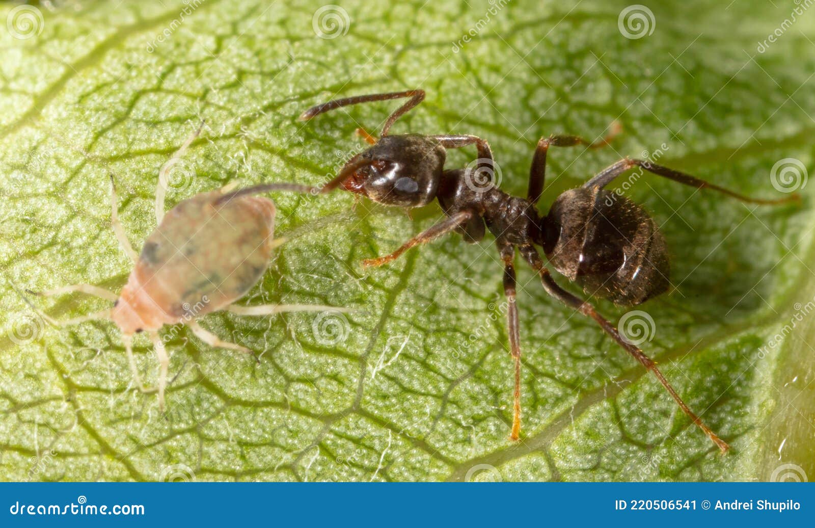 Closeuse De Pucerons Et Fourmi Sur Une Feuille Verte. Image stock ...
