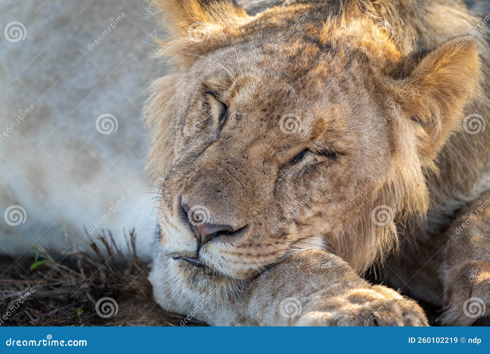 Closeuse Du Jeune Lion Mâle Endormi Image stock - Image du prairie ...