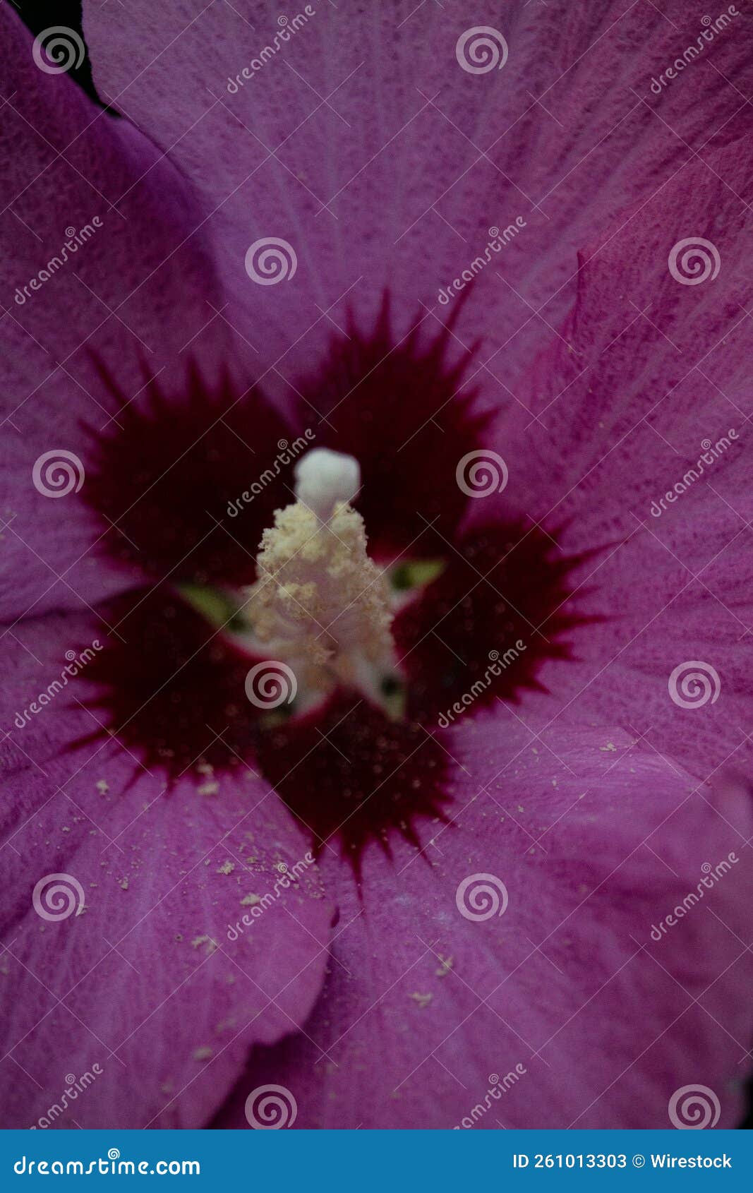 Closeuse Verticale D'une Rose Rose D'hibiscus Commun De Requin Image ...