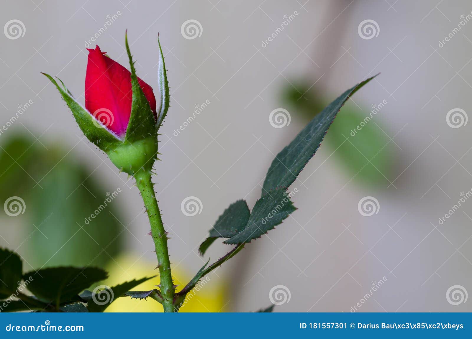 A closeyup of a rose bud stock image. Image of soft - 181557301